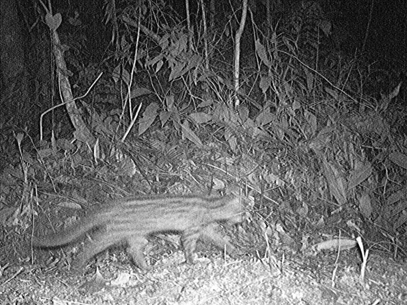 Nuevos registros de Leopardus tigrinus